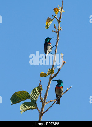 Southern Lesser Double-Collared Sunbirds (Cinnyris chalybea), South ...