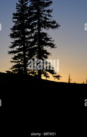 Forest silhouette, Cascade Mountains, Oregon Stock Photo - Alamy