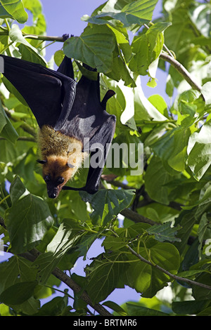 Flying Fox on Maldives island. Fruit bat flying. Gray-headed Flying Fox ...