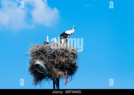 stork family in straw nest Stock Photo - Alamy