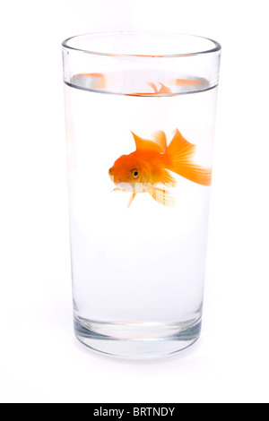 gold fish in a water glass Stock Photo - Alamy