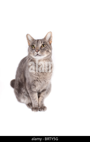 content tomcat isolated on white background for you text Stock Photo ...