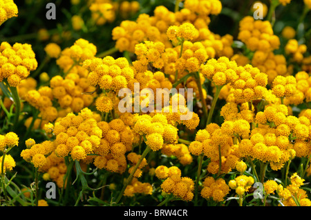 Lonas inodora 'Gold rush' yellow ageratum flower Stock Photo - Alamy