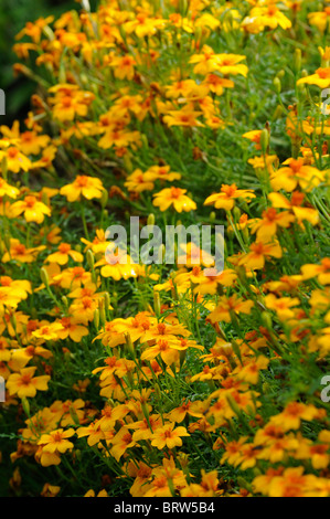 Tagetes Tenuifolia 'golden Gem' signata pumila Signet French Marigold ...