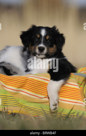 Cute Australian Shepherd dog in summer hat with suitcase on blue ...