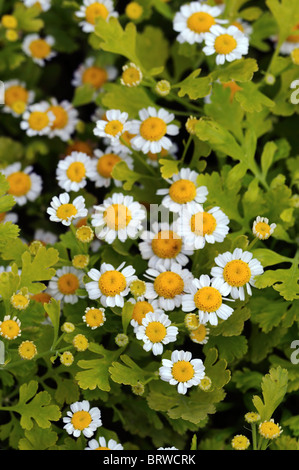 pyrethrum aureum 'golden moss' bed display flowers Tanacetum ...