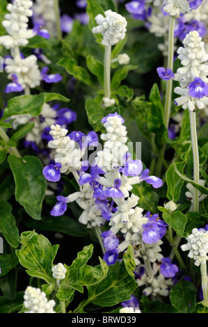 Salvia farinacea strata bi-color white blue Mealy-Cup Flowering Sage ...