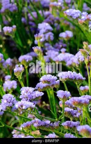 Statice sinuata Sunburst pale blue Limonium flowers bloom blossom ...