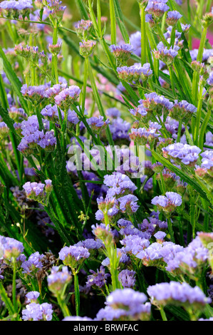 Statice sinuata Sunburst pale blue Limonium flowers bloom blossom ...