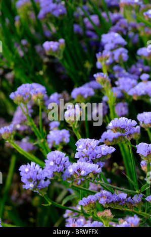 Statice sinuata Sunburst pale blue Limonium flowers bloom blossom ...