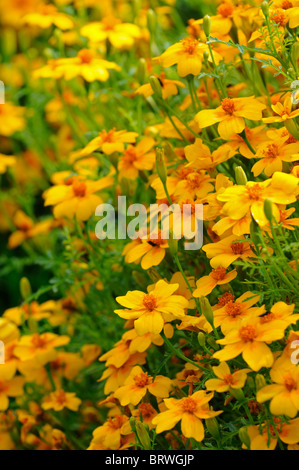 Tagetes Tenuifolia 'golden Gem' signata pumila Signet French Marigold ...