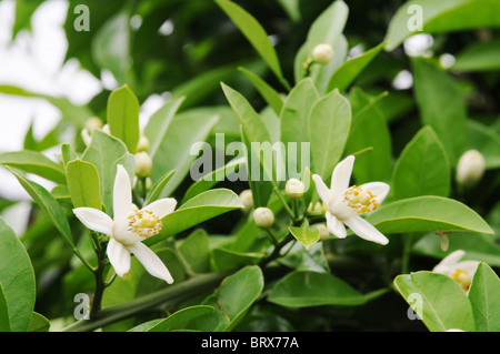 Tangerine blossoms, Hyogo Prefecture, Honshu, Japan Stock Photo - Alamy