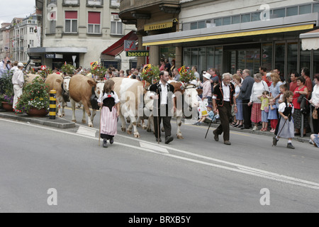 Swiss Brown cattle cows decorated for the ceremonial bringing home of ...