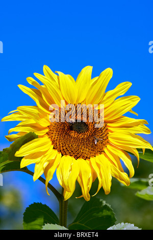 American Giant Sunflower Stock Photo - Alamy