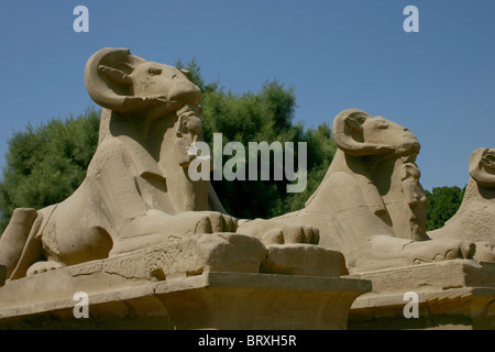 Criosphinxes ( ram headed , lion body ) of Ramses ll at theTemple of ...