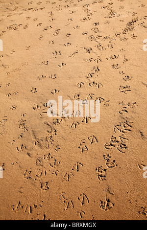 Loads of seagull tracks on beach sand Stock Photo - Alamy