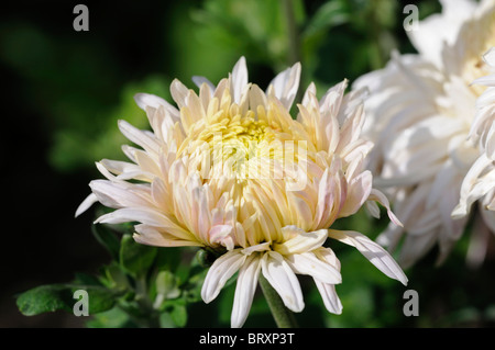 Chrysanthemum 'White Una' annual summer plant cream flowers arranged in ...