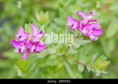 Polygala myrtifolia, Sweet Pea Shrub Stock Photo - Alamy