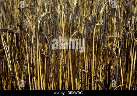 Plot of black barley Ethiopian variety now used in various culinary ...