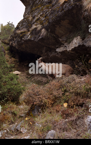 Himalayan Thar / Himalaya-Thar Stock Photo - Alamy