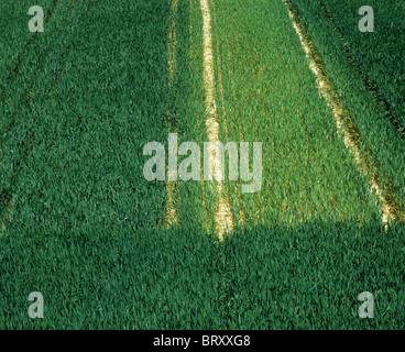 Wheat field trial plots to compare different crop varieties Stock Photo ...