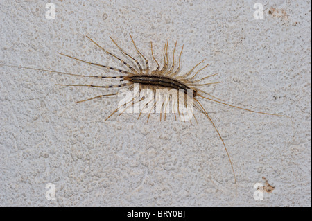 Common House Centipede (Scutigera coleoptrata) yellowish-grey centipede ...