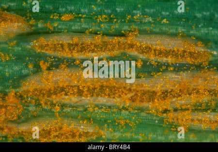 Crown rust (Puccinia coronata) pustules on an oats leaf Stock Photo - Alamy