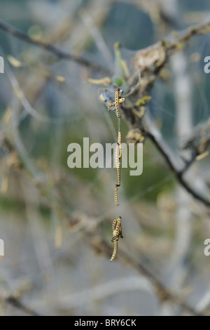 Orchad ermine moth - Cherry ermine moth - Small ermine moth (Yponomeuta ...