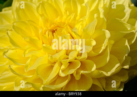 Dahlia mascot maya yellow flower bloom blossom closeup plant portraits ...