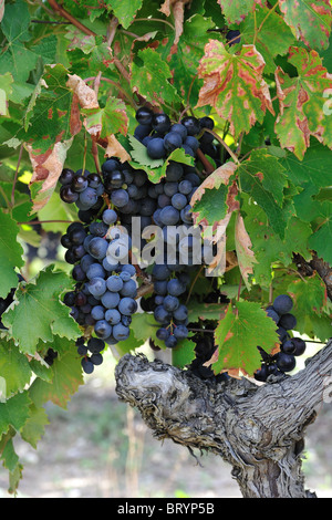 Grape 'Alphonse Lavallee' (Vitis vinifera), Fruits in autumn Stock ...