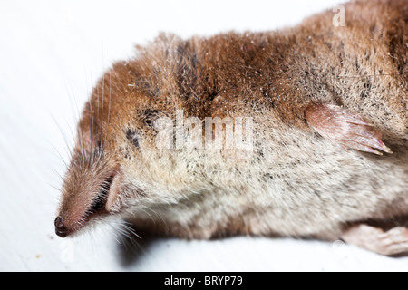 Dead Common Shrew Sorex araneus In Hand Stock Photo - Alamy