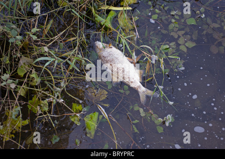 Dead fish, river Ruhr, Duisburg, Germany Stock Photo - Alamy