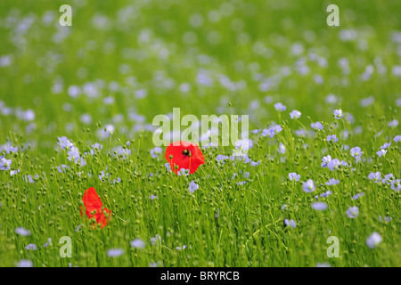 FIELD OF FLAX AND POPPY, SOMME (80), PICARDY, FRANCE Stock Photo - Alamy