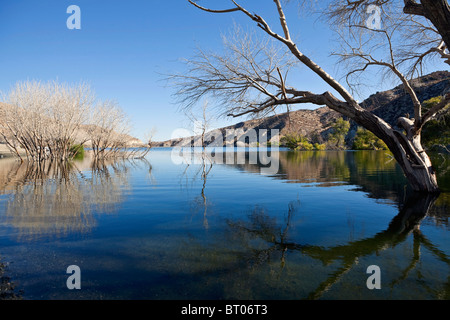 Tree in Desert, Palmdale, California Stock Photo - Alamy