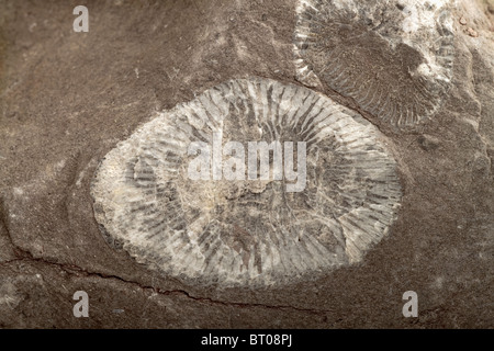 Fossil sea shells embedded in rocks Stock Photo - Alamy