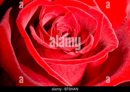 Selective focus Macro image of a beautiful red flower with yellow ...