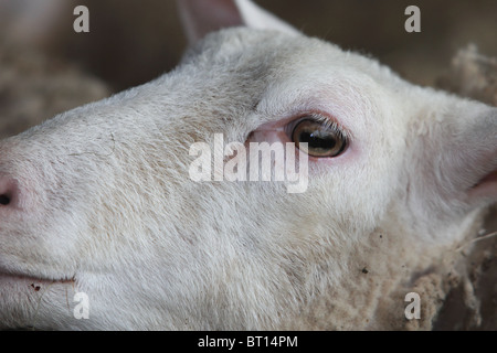 Berrichon du cher sheep suckling her lamb at a farm in England Stock ...