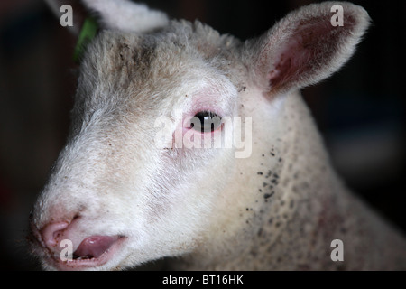 Berrichon du cher lamb Stock Photo - Alamy