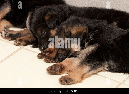 German Shepherd Dog puppies at four weeks old in a whelping box Stock ...