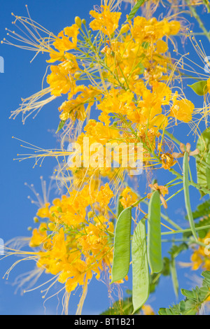 Peacock flower (Caesalpinia pulcherrima) the colorful blooms attracted ...