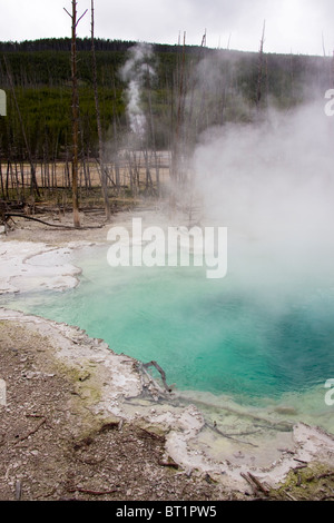 Dead trees, Cistern Spring, Norris Basin, Yellowstone National Park ...