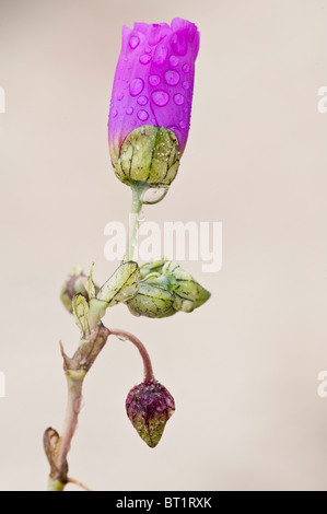 Pata de Guanaco (Cistanthe longiscapa) and (Cistanthe litoralis) mixed ...