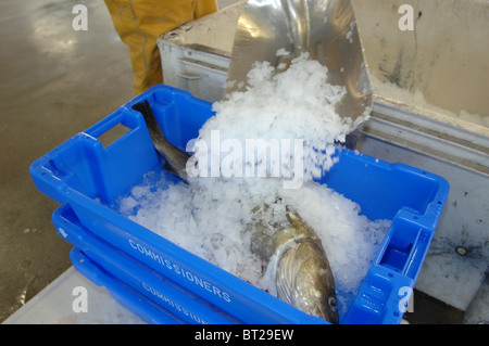 England, Cornwall, Looe, The Fish Market Stock Photo - Alamy