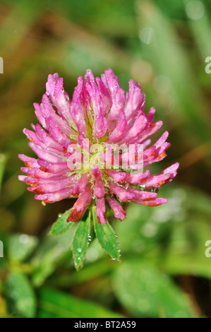 A macro shot of a clover bloom Stock Photo - Alamy