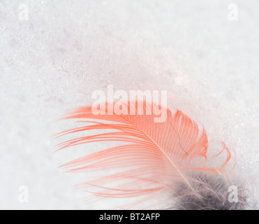 Cardinal in the snow Stock Photo - Alamy
