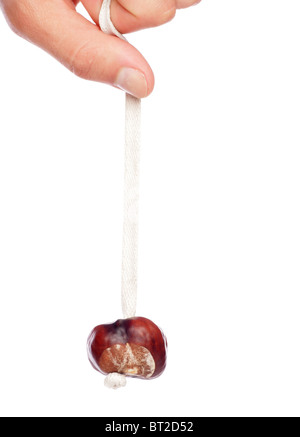 Single conker on a string studio cutout Stock Photo - Alamy