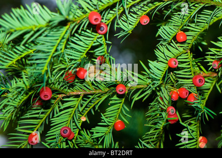 Poisonous ripe berries of the Yew tree Stock Photo - Alamy
