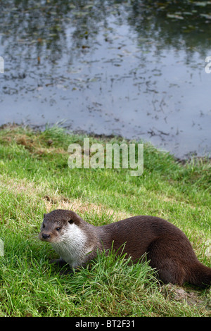 European Otter (Lutra lutra) - aka Eurasian Otter Stock Photo - Alamy