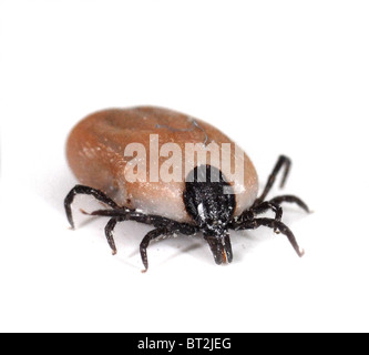 TICK Commonly known as Deer Tick or Sheep Tick they are members of the ...