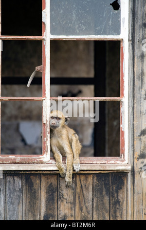 Baboon in the window of house Stock Photo - Alamy
